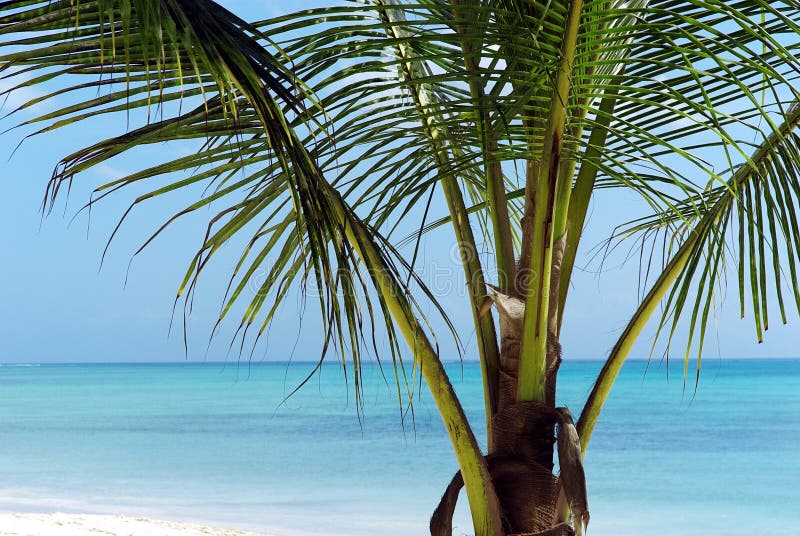 Palm Tree in Front of Turquoise Lagoon Stock Photo - Image of holidays ...
