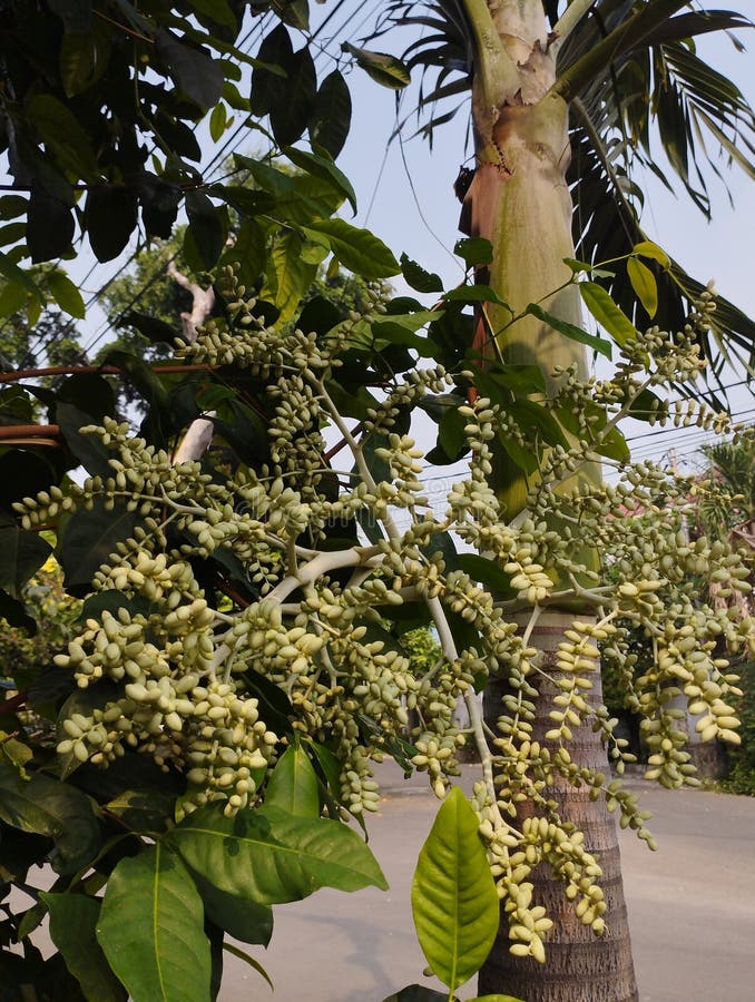 Palm tree stock photo. Image of yellow, garden, fruit - 286840642