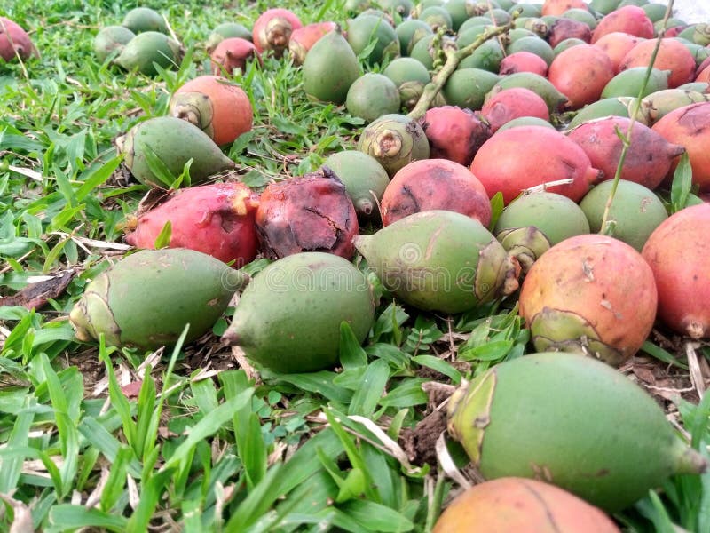 Palm Tree Fruit Falling on the Grass is Red and Green Stock Photo ...