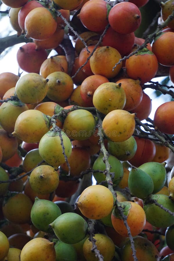 311 Pinang Palm Tree Stock Photos - Free & Royalty-Free Stock Photos ...