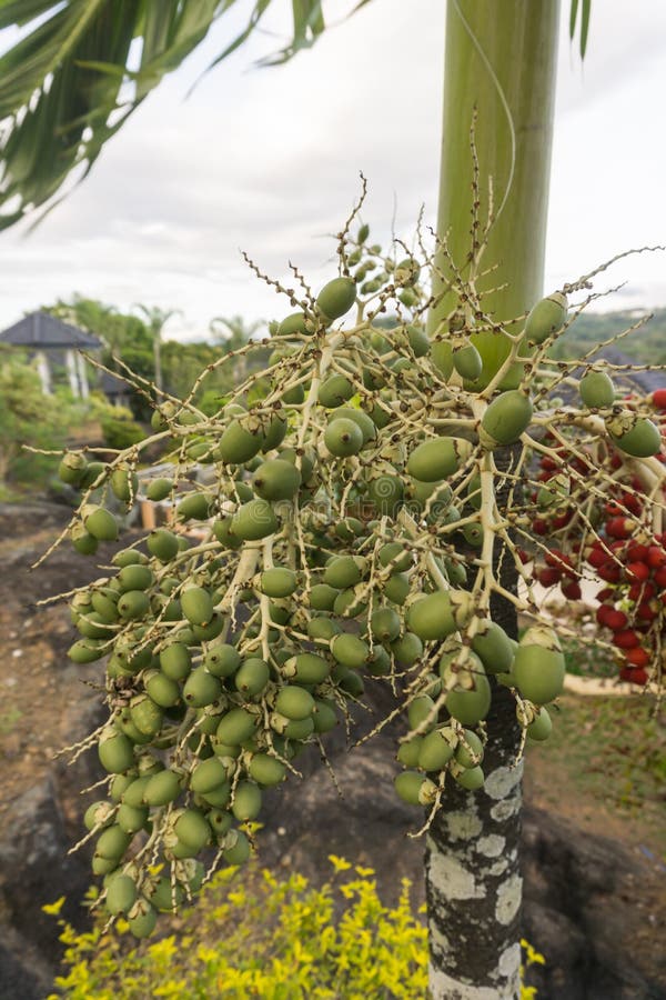 Palm tree fruit stock photo. Image of palm, tropical - 89641622