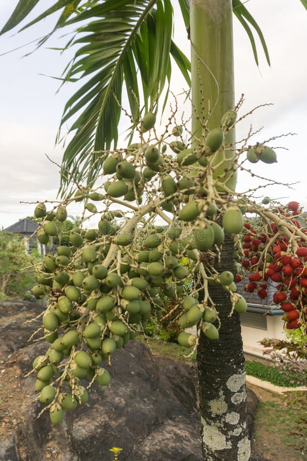Palm tree fruit stock image. Image of tree, fruit, tropical - 89641669