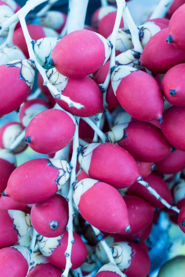 Palm tree fruit stock photo. Image of tree, produce, pink - 89643086