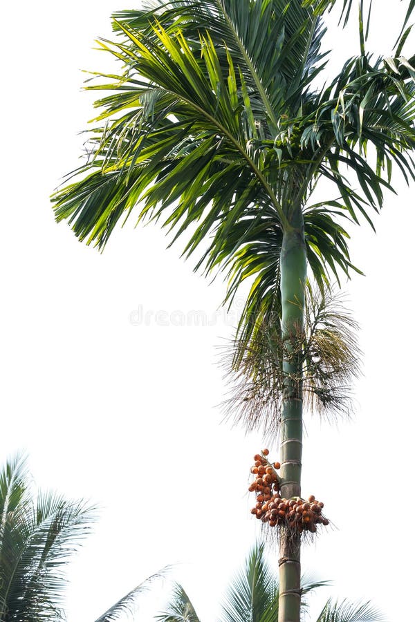 Palm Tree Fruit and Tall Palm Stem Stock Image - Image of tree, flower ...
