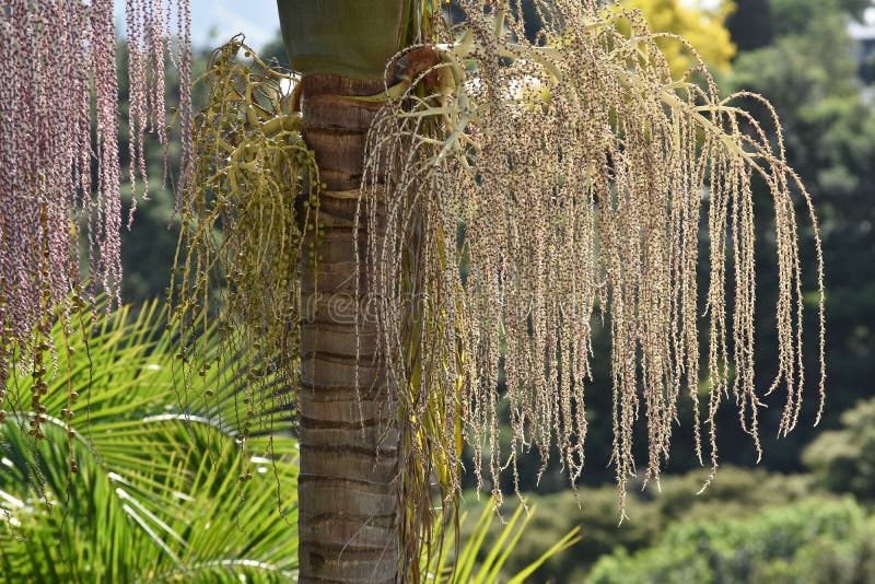 Palm tree without fruit stock photo. Image of dense, trunk - 74893618