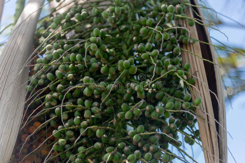 Palm Tree and Fruits of Butia Capitata Stock Photo - Image of fruit ...