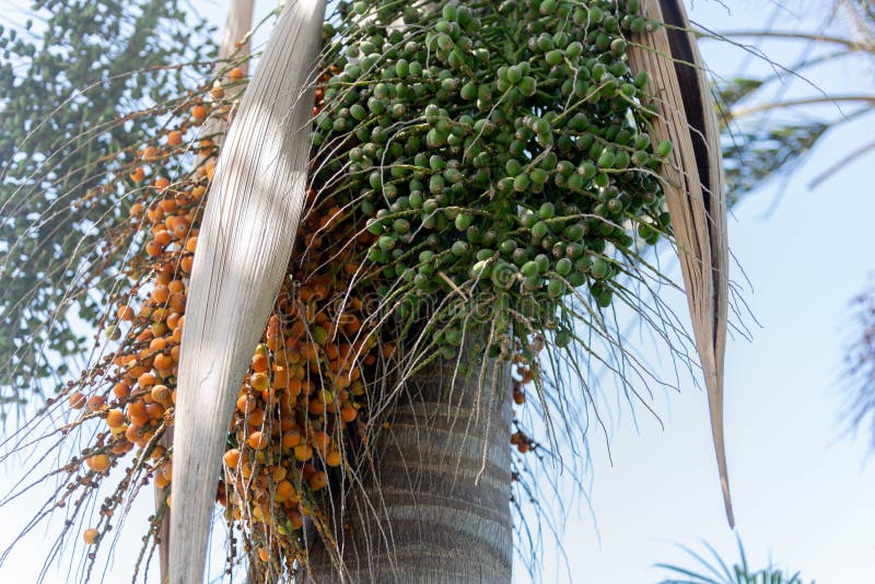 Palm Tree and Fruits of Butia Capitata Stock Photo - Image of garden ...