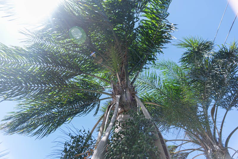 Palm Tree and Fruits of Butia Capitata Stock Image - Image of garden ...