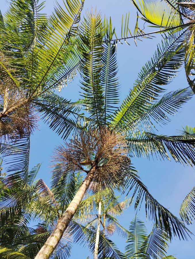 Acai Palm Tree, Native of Northern Brazil with Fruits, Fungi and Moss ...