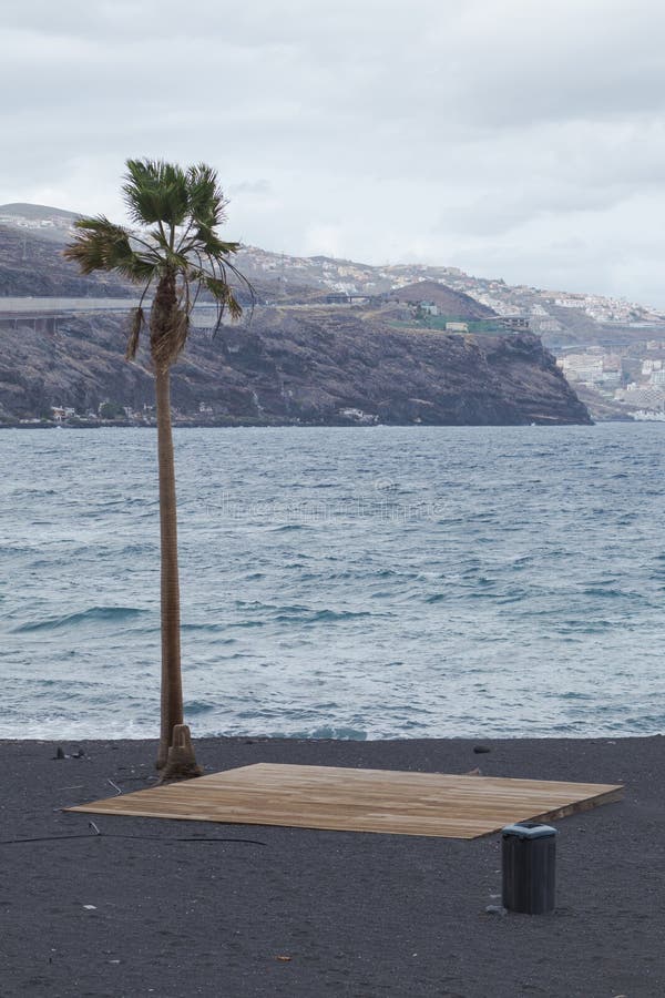 Palm tree and garbage can stock photo. Image of coast - 187352772