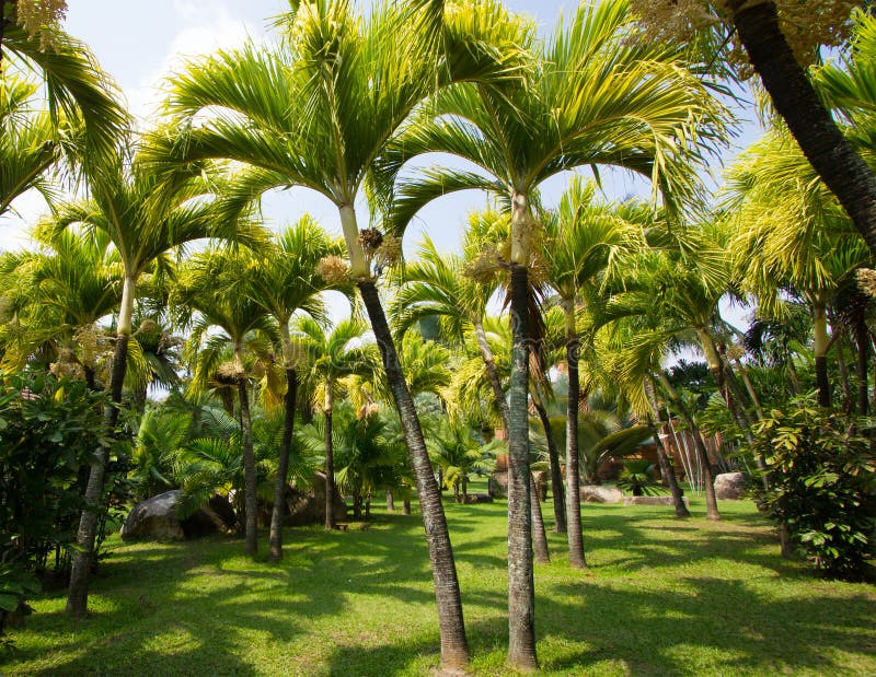 Palm tree in the garden stock image. Image of rural, color - 37794237