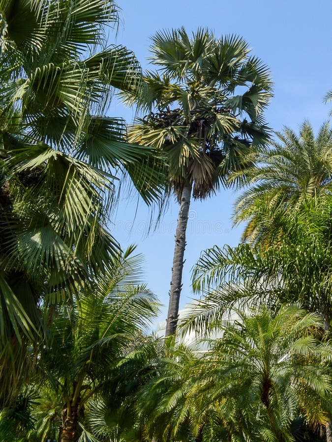 Palm tree stock photo. Image of tree, outdoor, leaf, park - 55071204