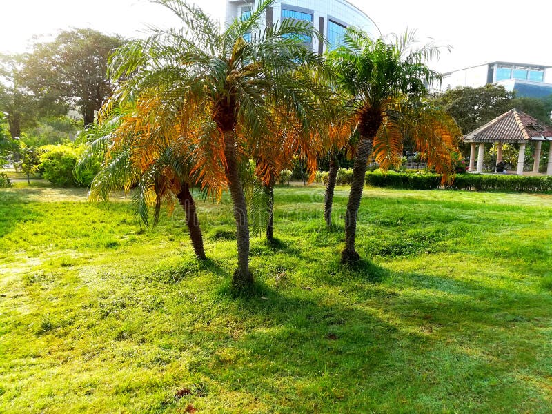 Palm Tree Beautiful Garden Corporate Building Background Stock Photo ...
