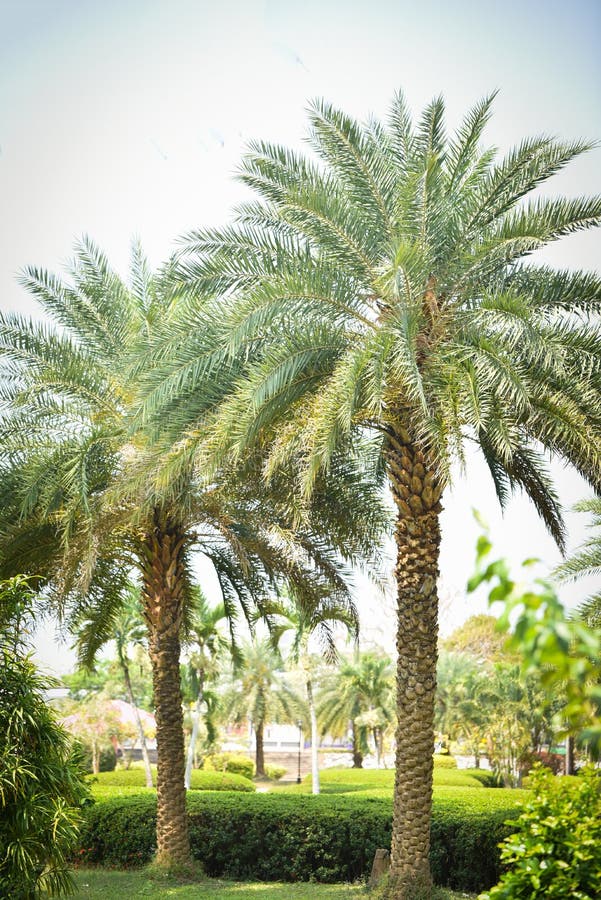 Palm tree garden stock image. Image of shore, background - 117271287