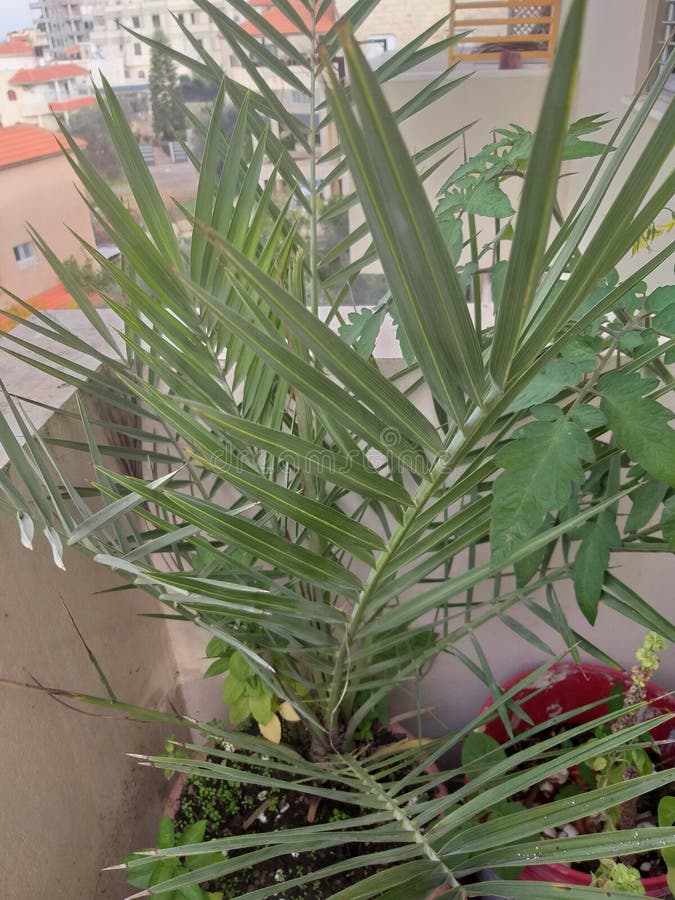 Palm tree fei garden house stock photo. Image of palm - 204644260