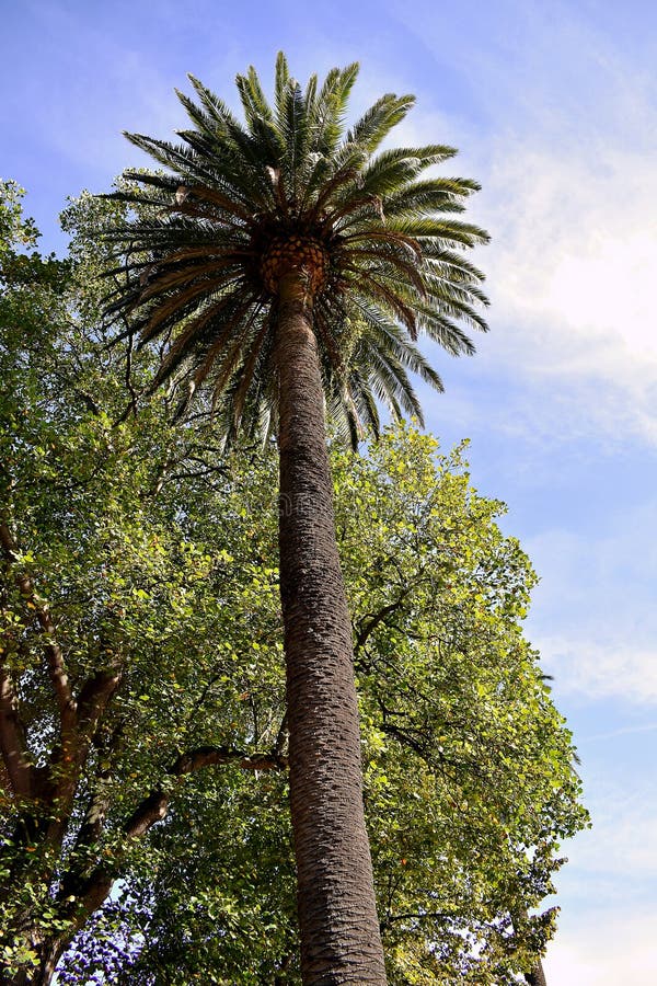 Palm tree in the garden stock image. Image of garden - 176255851