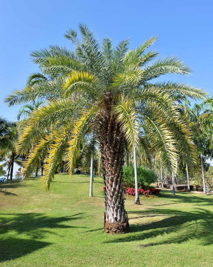Palm tree stock photo. Image of plant, group, palm, botany - 64464882