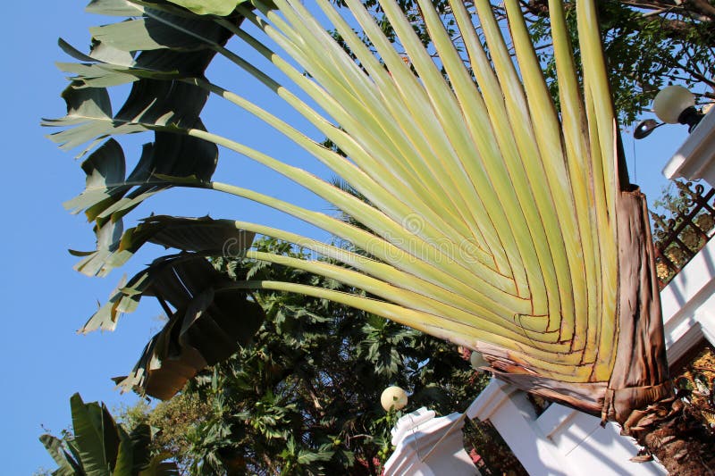 Palm Tree (?) in a Garden in Vientiane (laos) Stock Photo - Image of ...