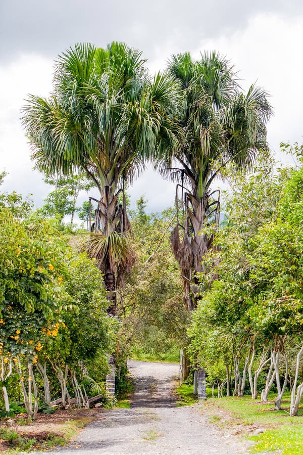 Palm Tree Gate stock photo. Image of rf0230, road, lane - 61377958