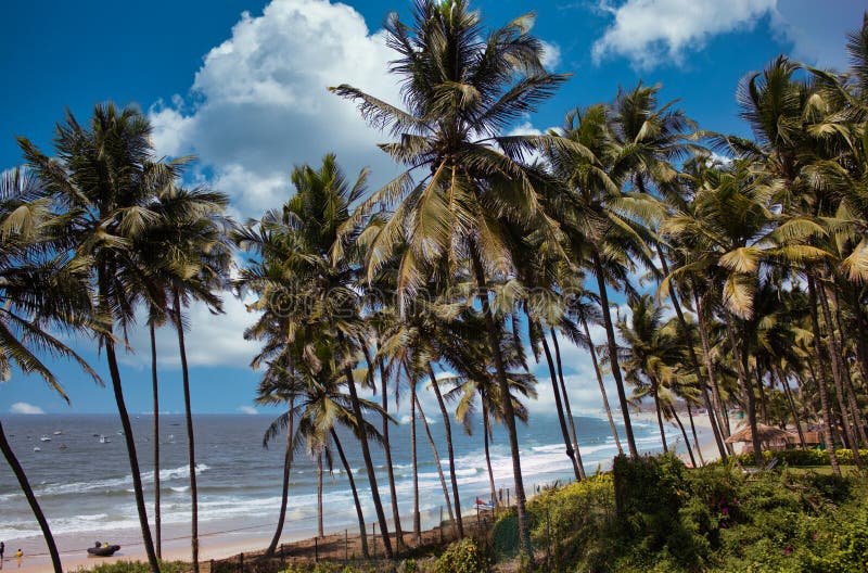 Palm tree, Goa, India stock image. Image of holiday - 184885655