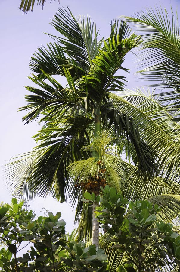 Wild Berries Trees Goa Stock Photos - Free & Royalty-Free Stock Photos ...