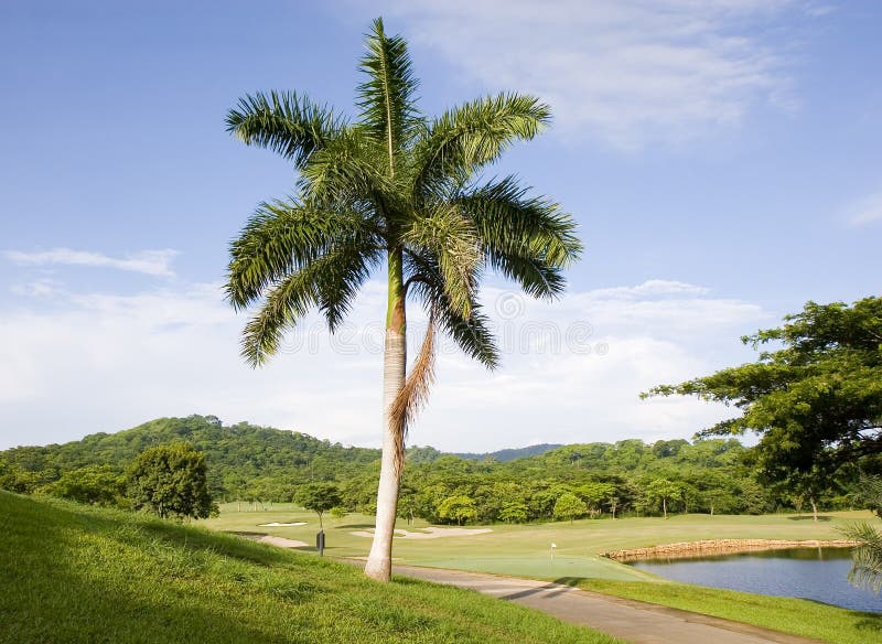 Palm Tree on Golf Course stock image. Image of bark, blue - 5917789
