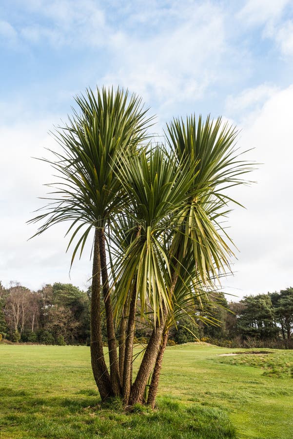 Palm tree on golf course stock photo. Image of clouds - 91044836