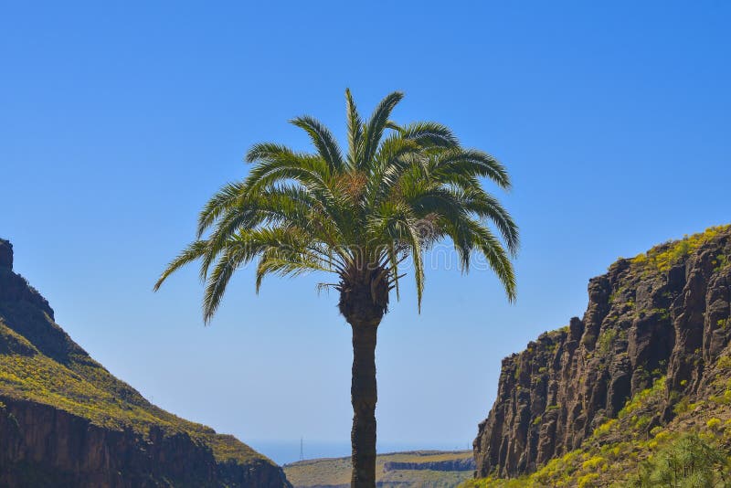 Palm tree stock image. Image of relax, canaria, coast - 89122977