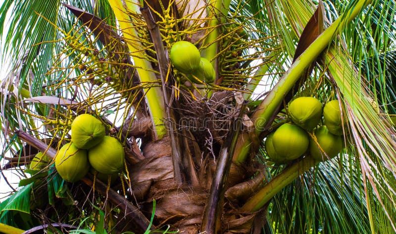 Palm Tree with Green Coconuts Stock Photo - Image of summer, forest ...
