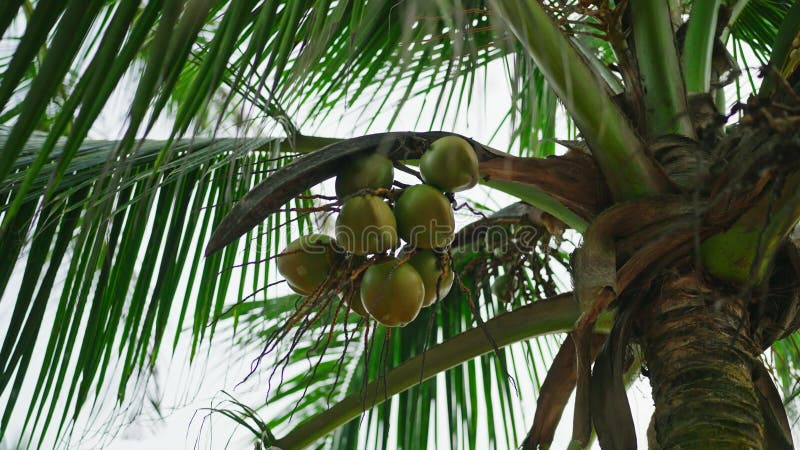 Palm Tree with Green Coconuts Bottom View. Fresh Coconuts on Palm ...