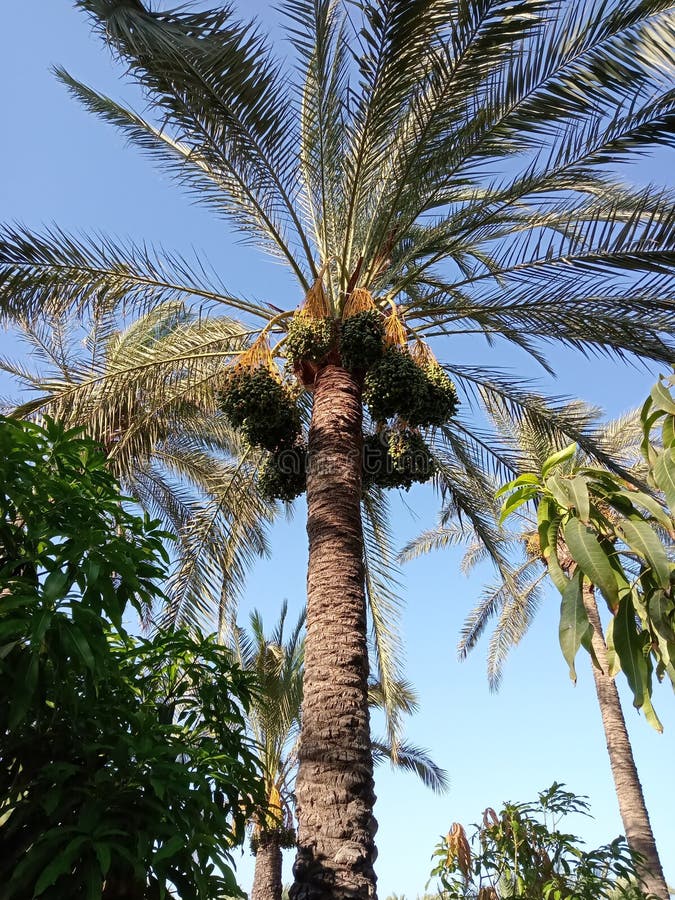 Palm Tree with Green Dates at Dates Farm and Mango Trees Stock Photo ...