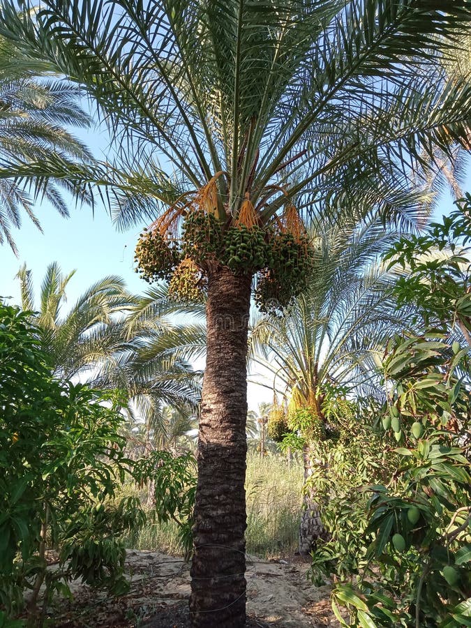 Masoud Zaitoun (Saeedzizo19) - Photographer profile