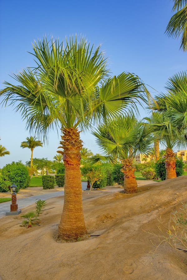 Palm Tree on the Green Field and Desert Stock Photo - Image of palmtree ...