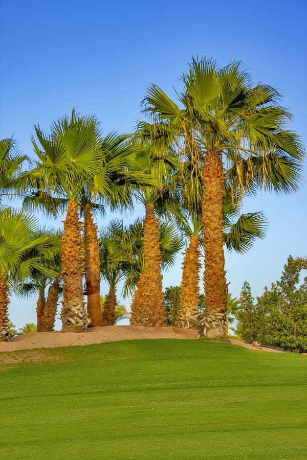 Palm Tree on the Green Field Stock Image - Image of summer, grass ...