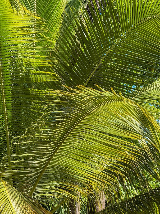 Palm Tree with Green Leaves is Shown in the Image Stock Photo - Image ...