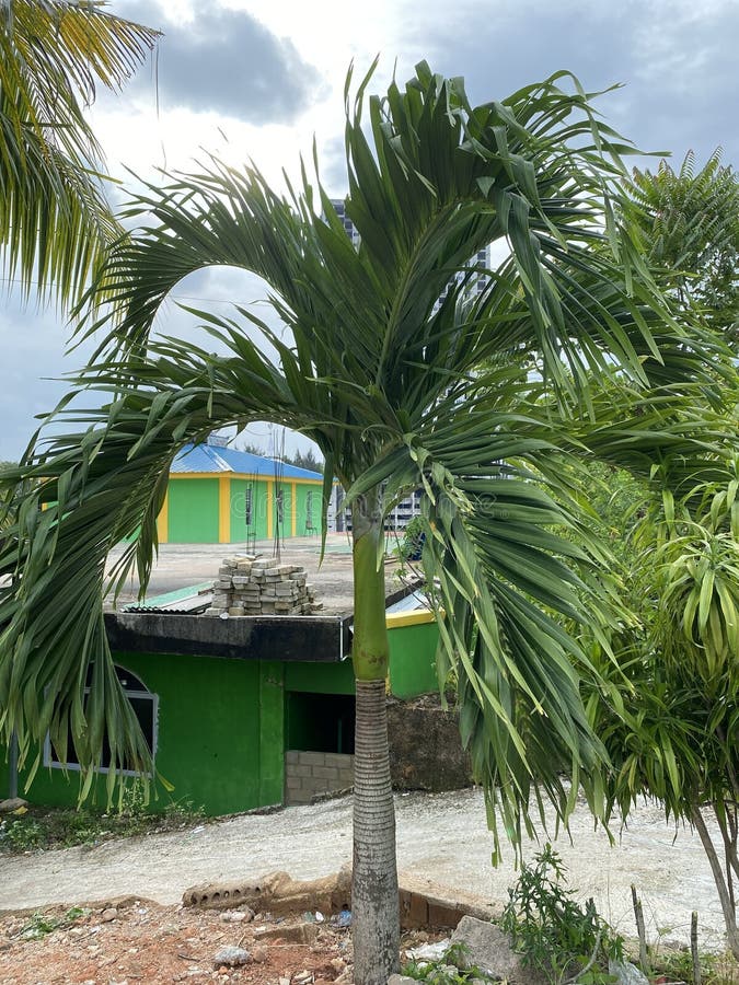 Palm tree stock photo. Image of nature, element, garden - 311151514