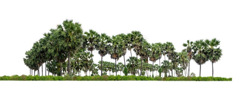 Palm Tree Group. High Resolution Palm Tree Landscape Isolated on White ...