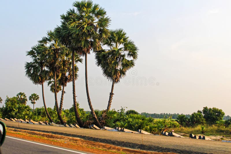 Palm Tree stock image. Image of green, beautiful, botany - 152903657