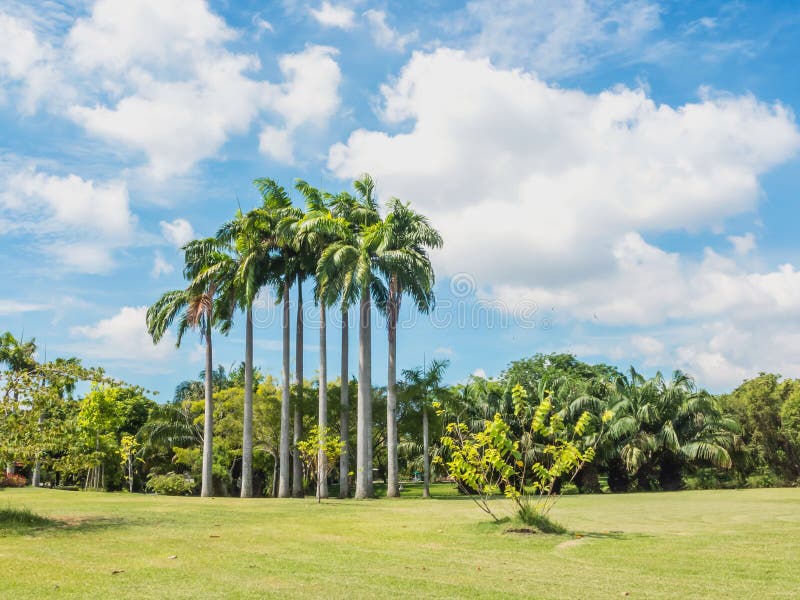 Palm Tree Group in the Park Stock Image - Image of palm, summer: 54470683