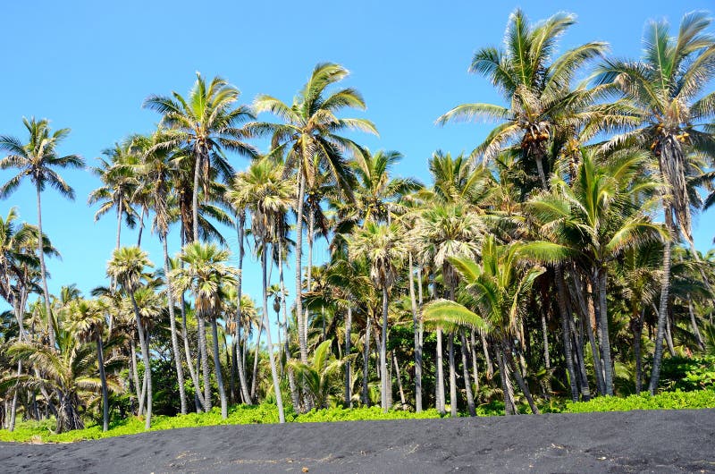 Palm Tree Grove on a Black Sand Beach, Big Island, Hawaii Stock Photo ...