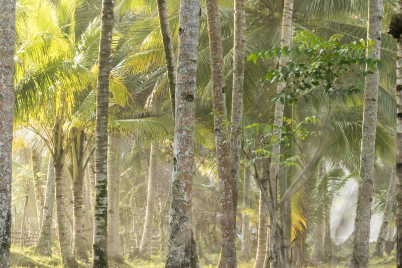 Palm tree grove in Sumatra stock photo. Image of sumatra - 126138454