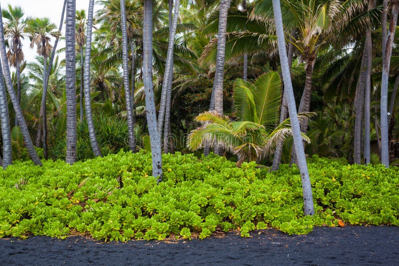 Palm tree grove stock photo. Image of punaluu, relaxation - 49763438