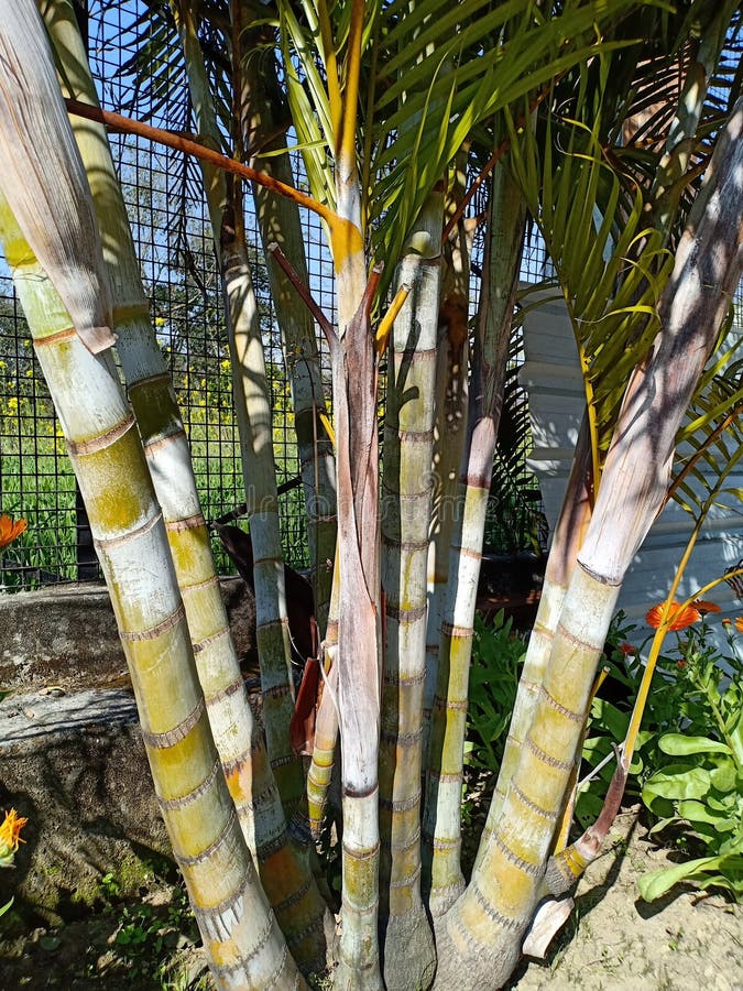 Palm Tree Growing in the Garden. Stock Image - Image of india, growing ...