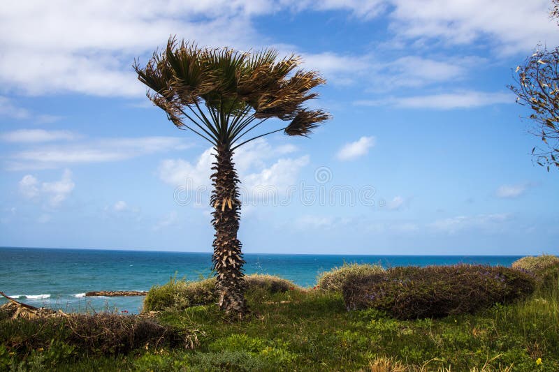 Palm Tree Growing on the Seashore Stock Photo - Image of summer, water ...