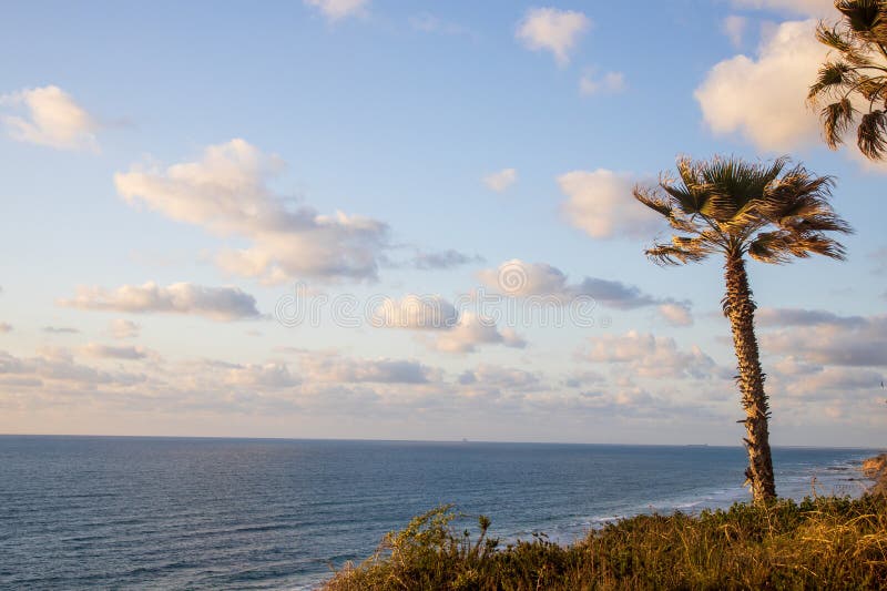 Palm Tree Growing on the Seashore Stock Image - Image of flora ...