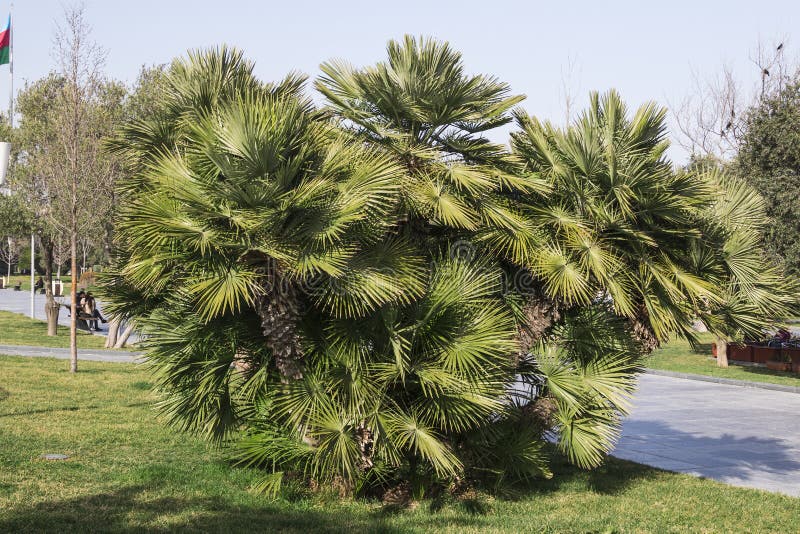 Palm Tree Growing in the City Park of Baku of the Republic of ...
