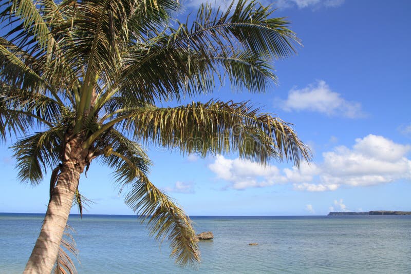 Palm tree in Guam stock image. Image of micronesia, scenery - 47856793