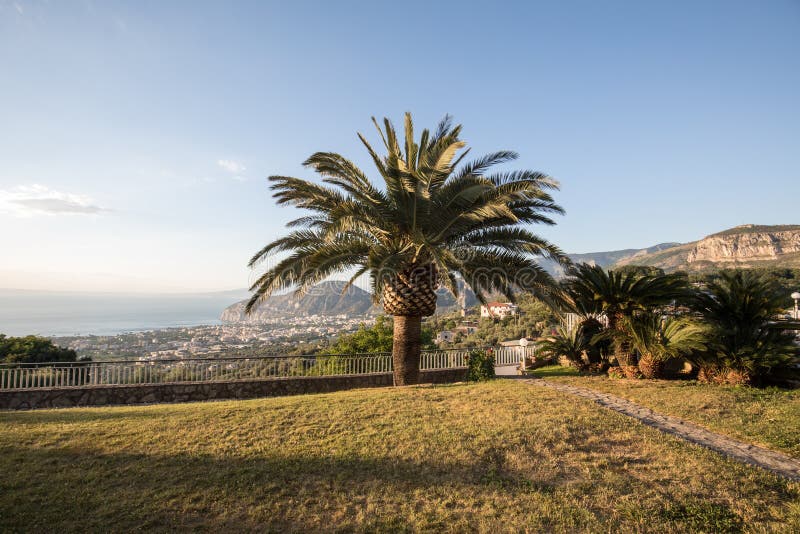 Palm Tree with the Gulf of Naples and Vesuvius in the Background Stock ...