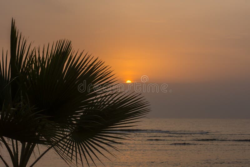 Palm Tree and Half Covered Sun during Sunrise at the Sea Stock Image ...