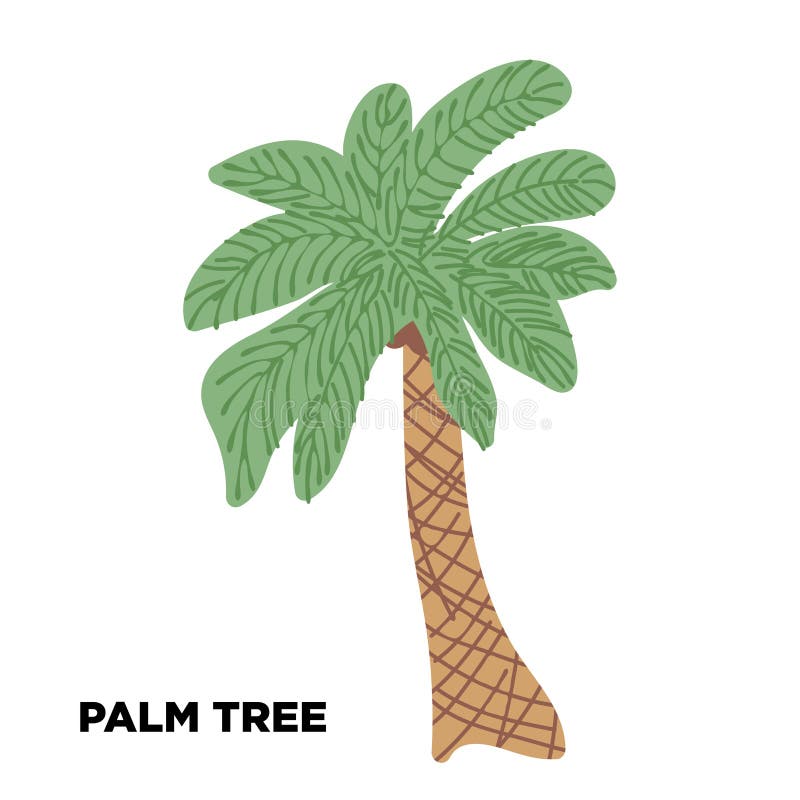 Palm Tree. Hand Drawn Palm Isolated on White Stock Illustration ...